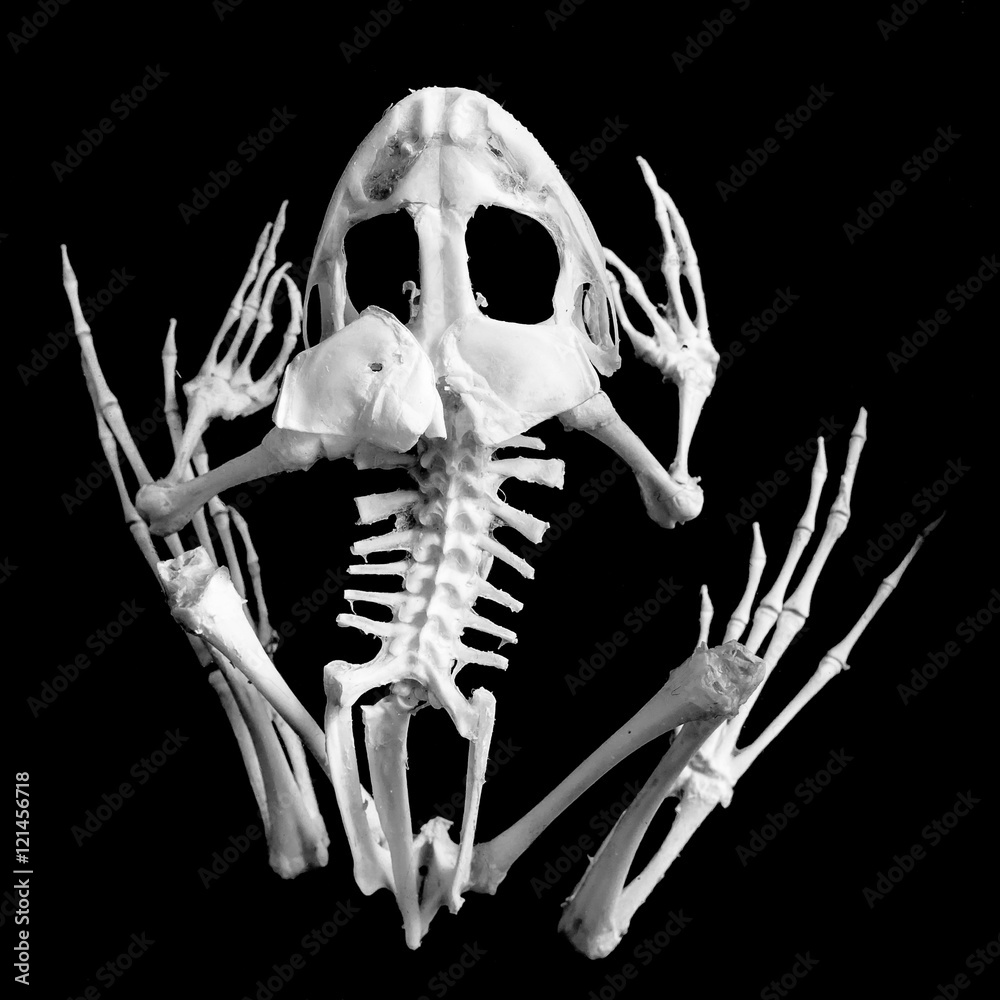 Skeleton of a frog on a black background. Stock Photo | Adobe Stock