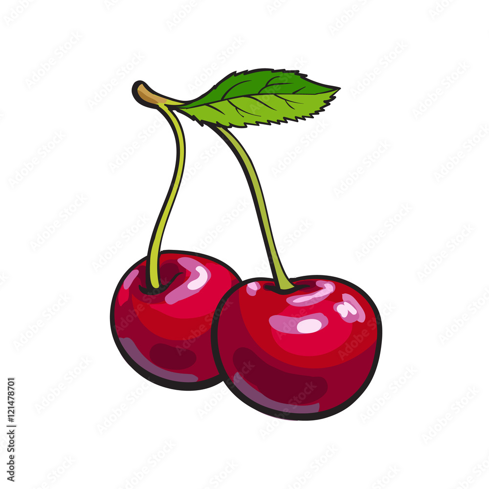 Ripe red cheery, realistic drawing vector illustration isolated on ...