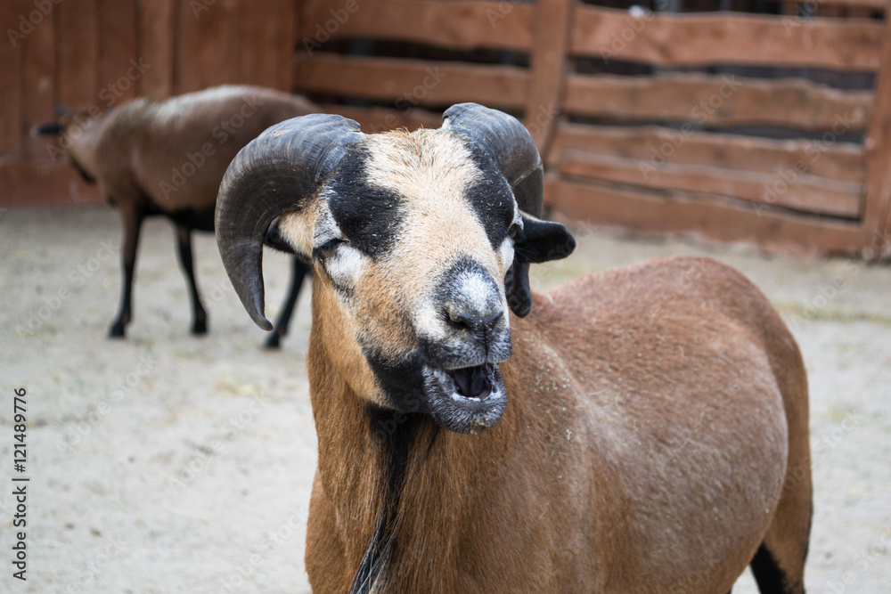 Owca grzywiasta - Afryka Stock Photo | Adobe Stock