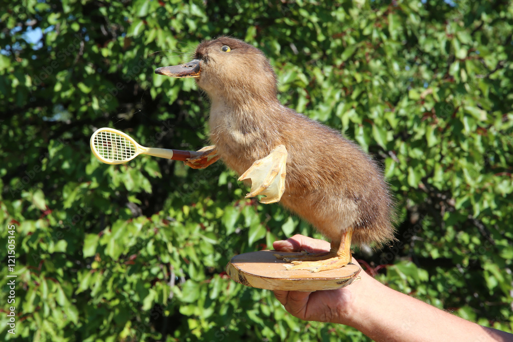 Foto Stock Funny furry stuffed duck with racket. Unknown man holds a ...