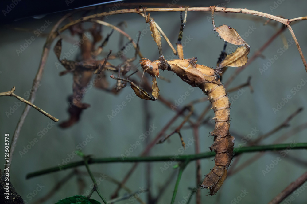 Giant Prickly Stick Insect Extatosoma Tiaratum Stock Photo Adobe Stock