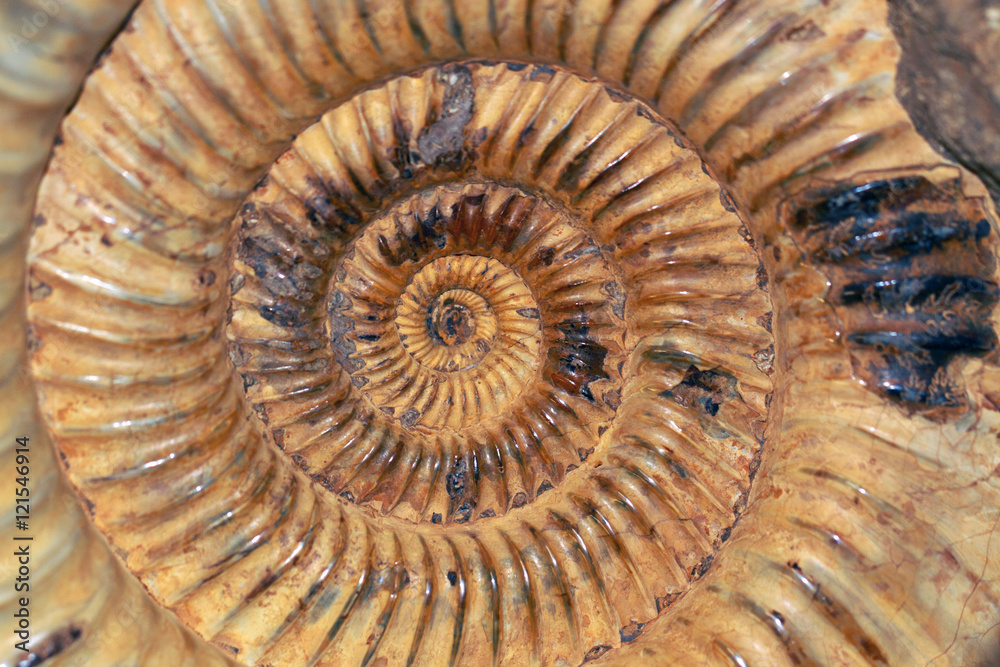 Ammonites in the shell is spiral wound Stock Photo | Adobe Stock