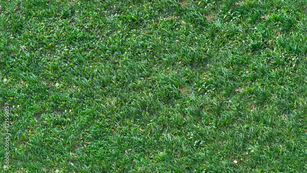 Fresh green grass shot from top wide view,with wind flowing, seamlessly ...