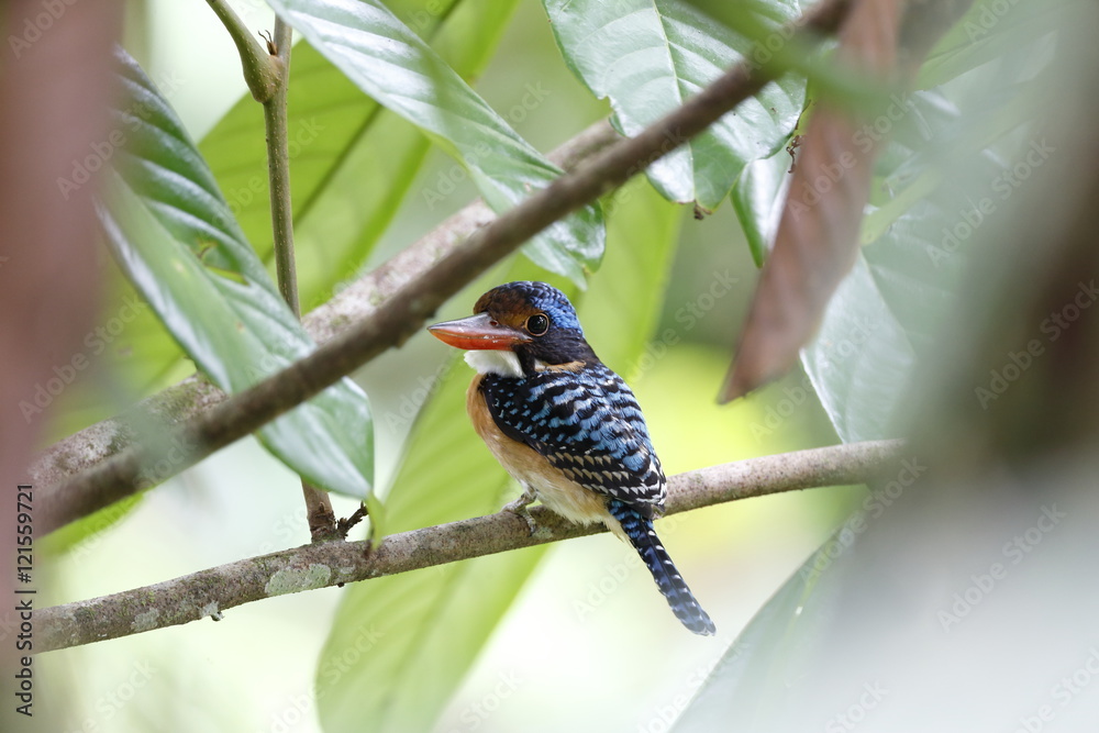 Banded kingfisher / This is very rare wild bird photo which was took in ...