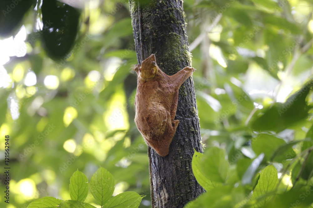 Sunda Flying Lemur/ This is very rare animal photo which was took in ...