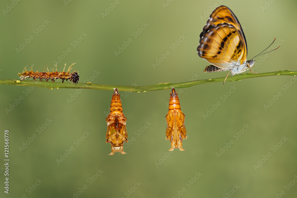 Life cycle of colour segeant butterfly hanging on twig Stock Photo ...