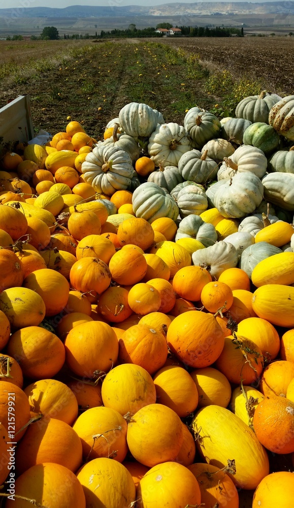 melons in the field Stock Photo | Adobe Stock