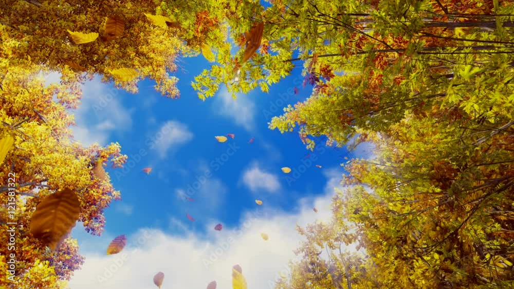 Motion through golden autumn leaves falling from trees in slow motion ...