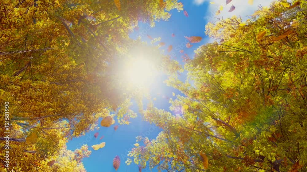 Look up at the autumn leaves falling from trees in slow motion and ...