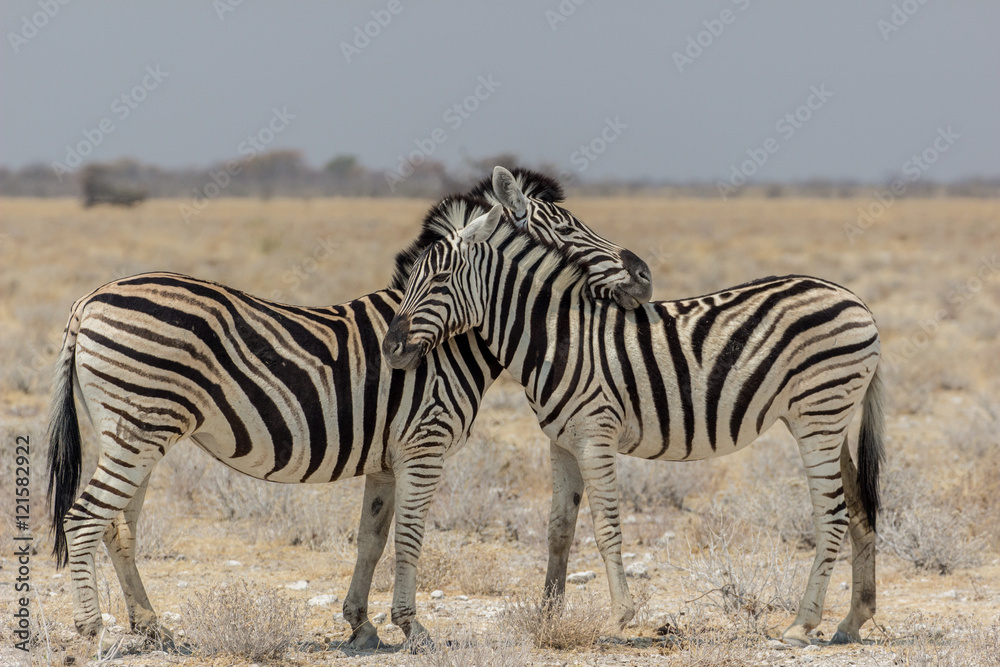 Zebra couple Stock Photo | Adobe Stock