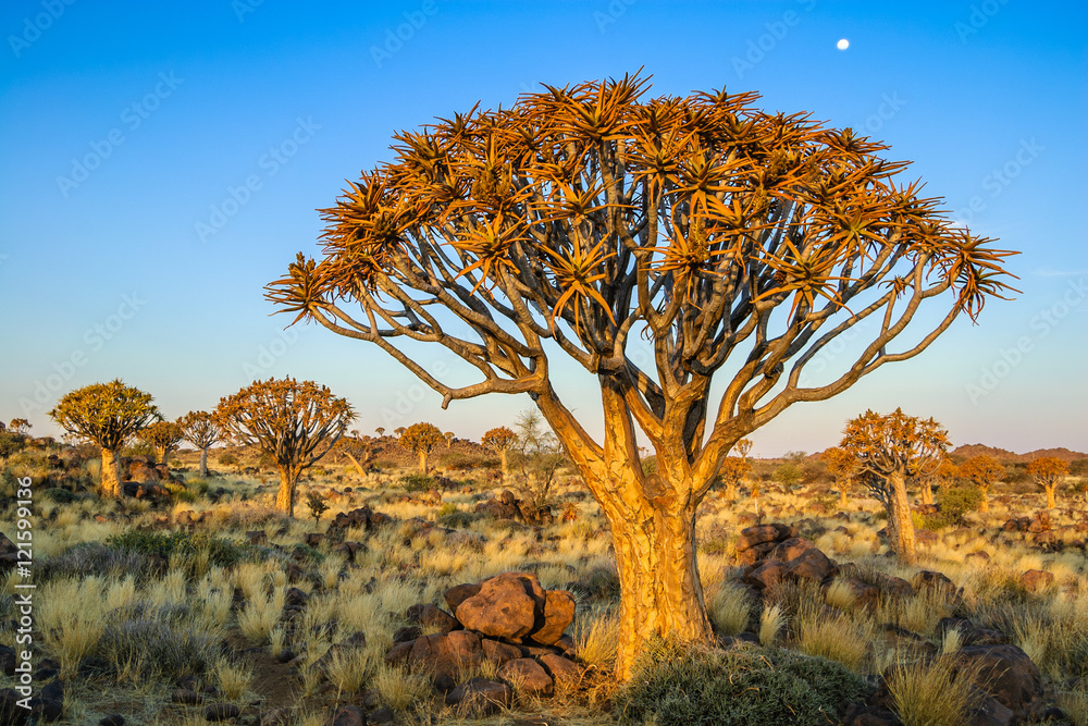 Quiver Tree
