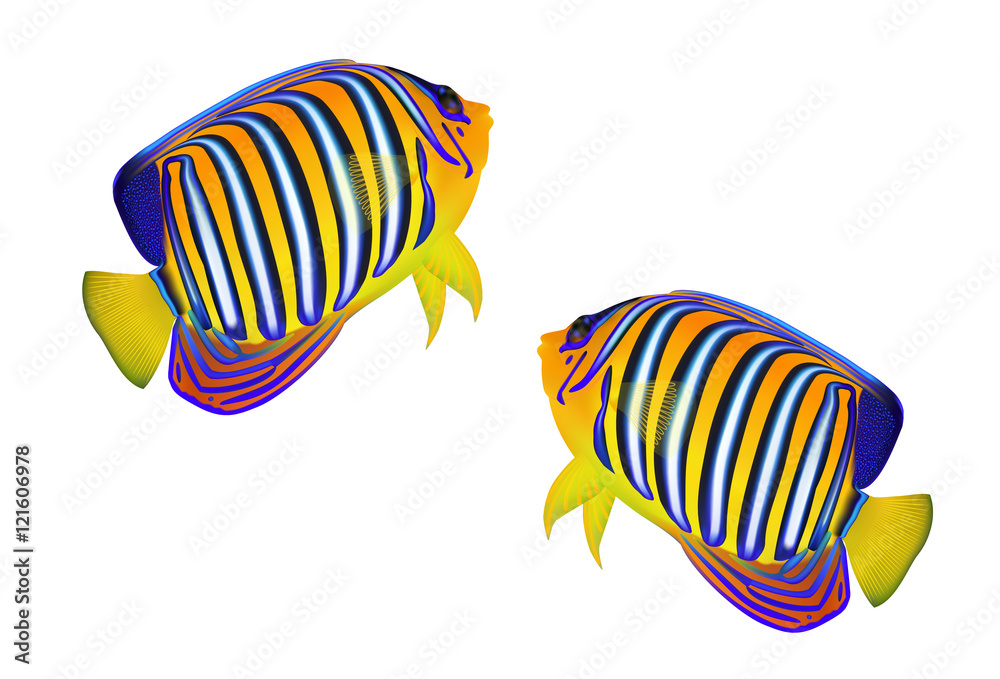 Royal angelfish (Pygoplites diacanthus) isolated on white background ...