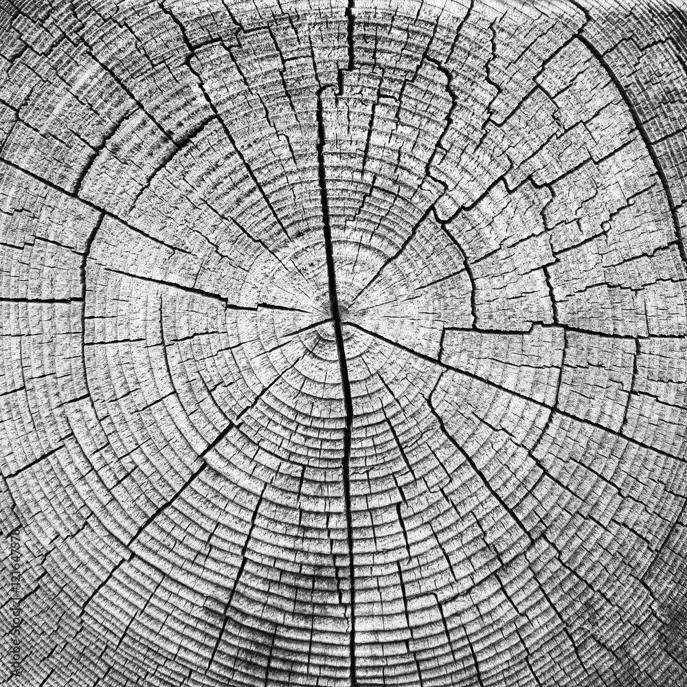 Log End Cut