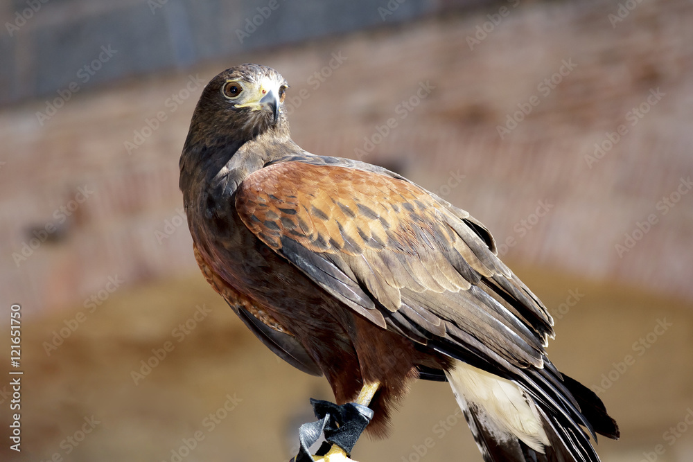 Retrato del águila Harrier aislado en el fondo desenfocado. Primer ...