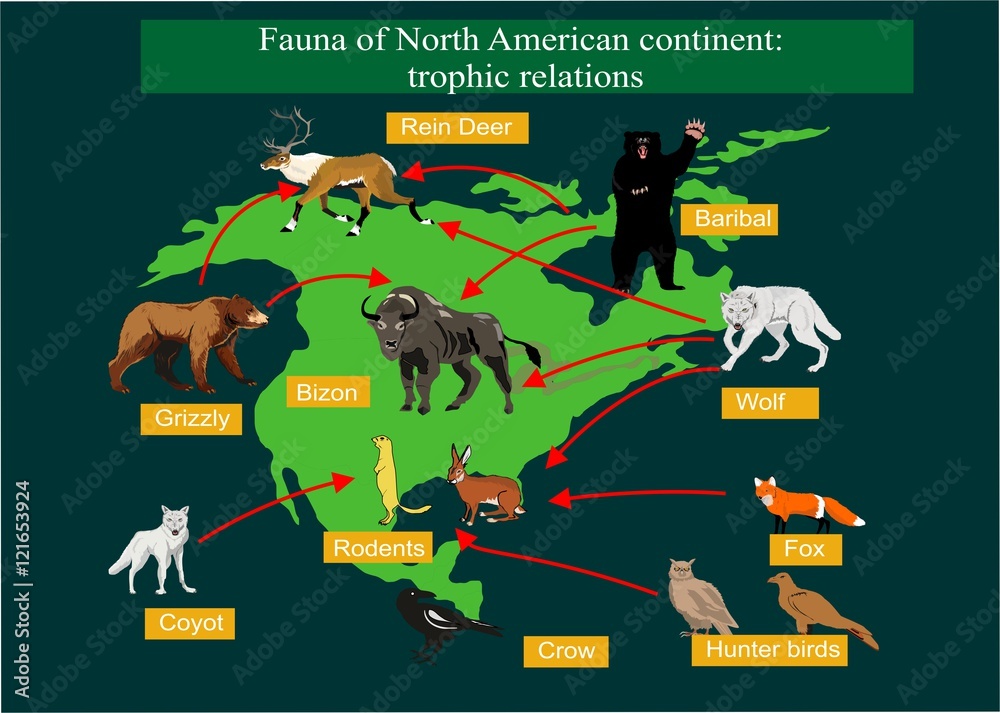 Map of North america with it's fauna. Biodiversity of animals, wildlife ...