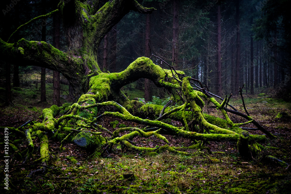 Mystic tree Stock Photo | Adobe Stock