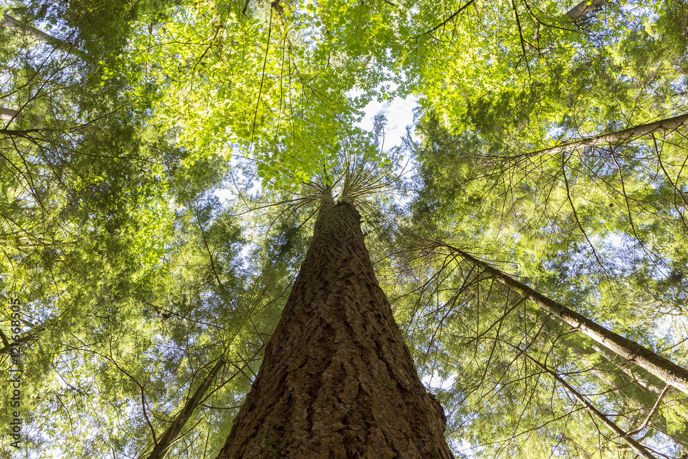 Poster Cedar Tree – Wall Art | UkPosters