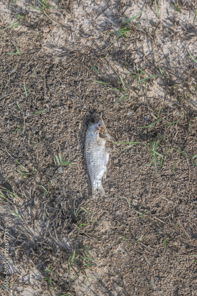 Dried carcass of dead fish on dried bed of wetland during severe ...
