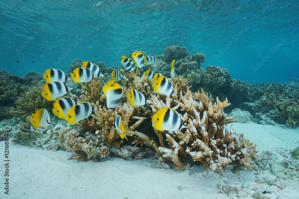 School of tropical fish Pacific double-saddle butterflyfish, Chaetodon ...