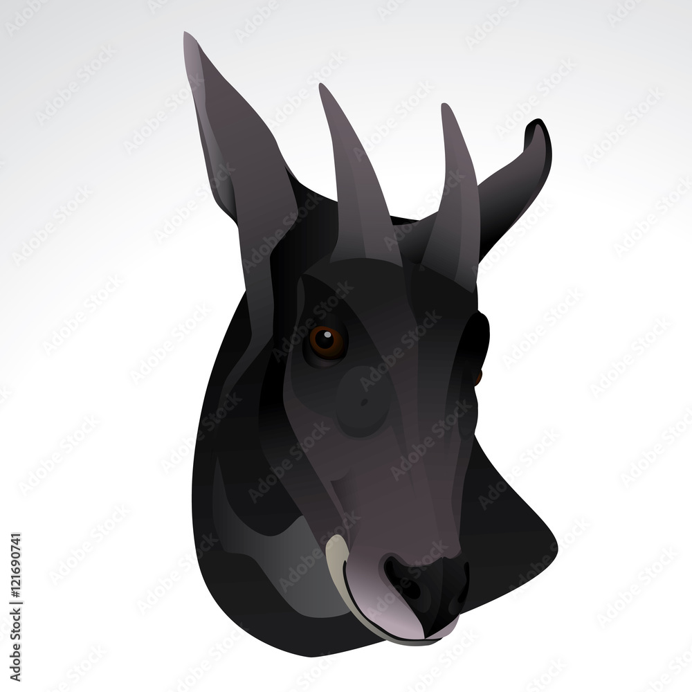Vector illustration of serow head portrait isolated on white background ...