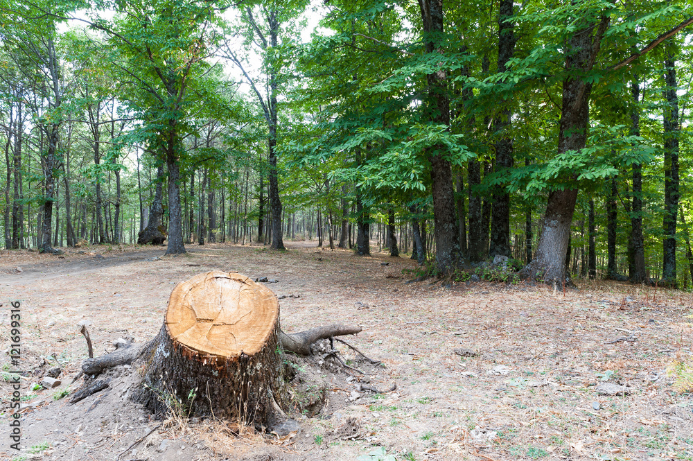 Bosque de castaños en diferentes escenas Stock Photo | Adobe Stock