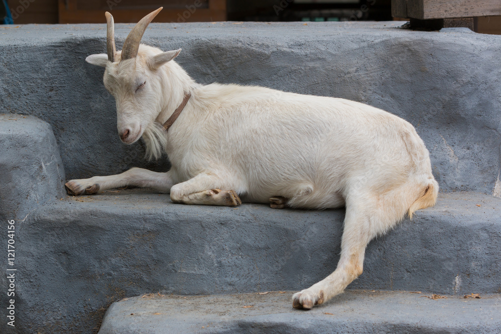 Goat relax and sleeping on staircase. Stock Photo | Adobe Stock