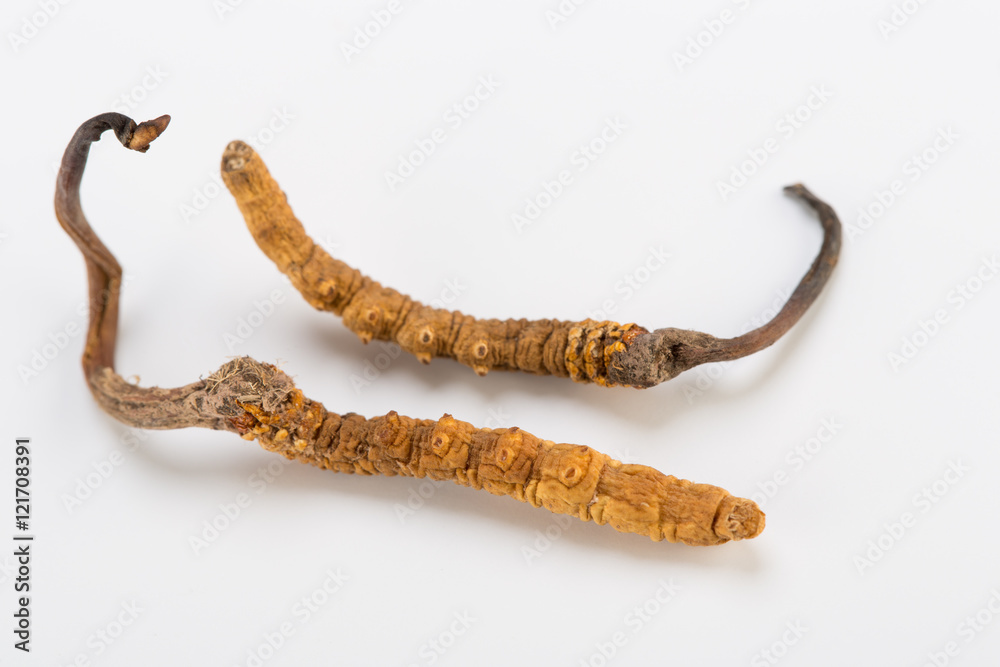 Yarsagumba Ingredient used in Traditional Chinese Medicine Yartsa Gunbu ...