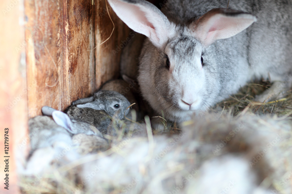 Adorable young bunny iat farm house. Cute small rabbit in hutch Stock ...