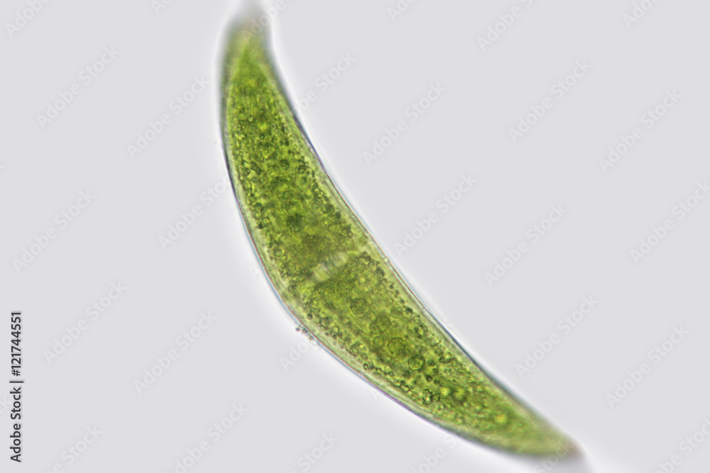 Closterium unicellular charophyte green algae closteriaceae ...