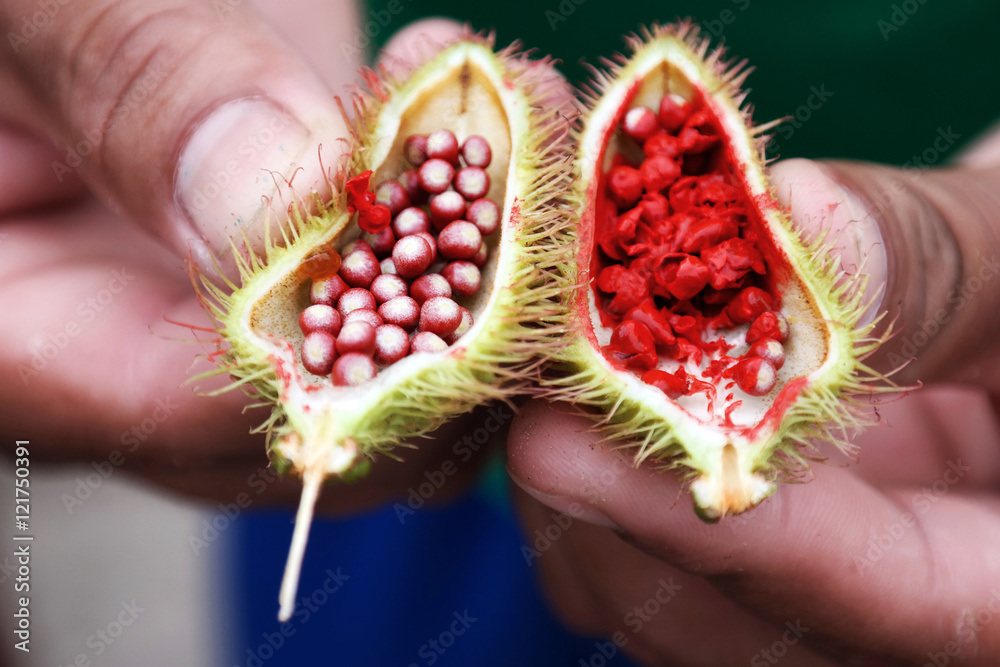 Seeds of a lipstick tree Stock Photo | Adobe Stock