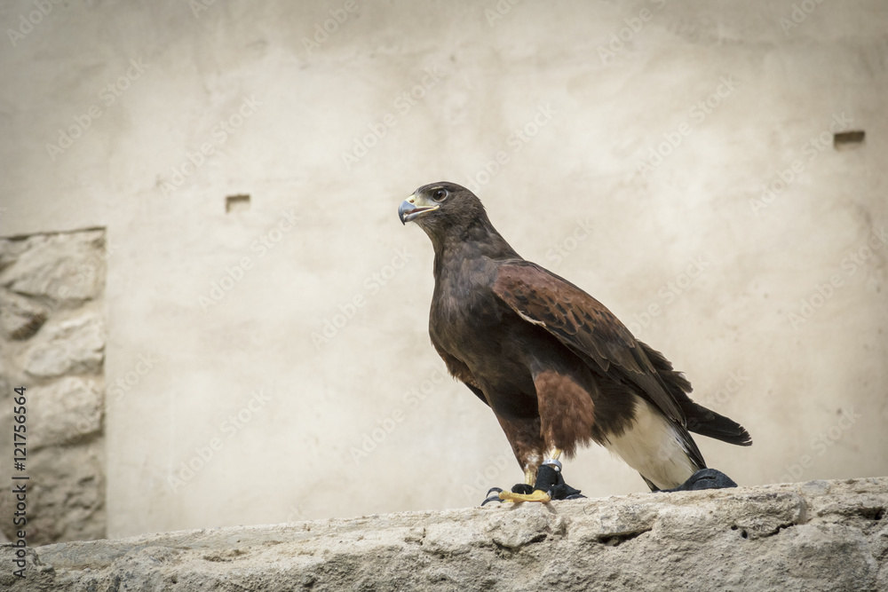 Retrato del águila Harrier aislado en el fondo desenfocado. Primer ...