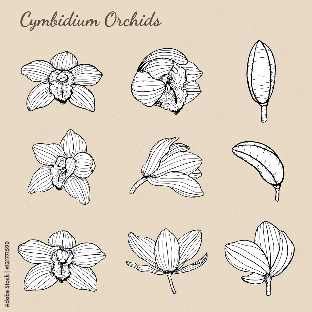 Cymbidium Orchids vector on brown background.Cymbidium Orchids set by ...