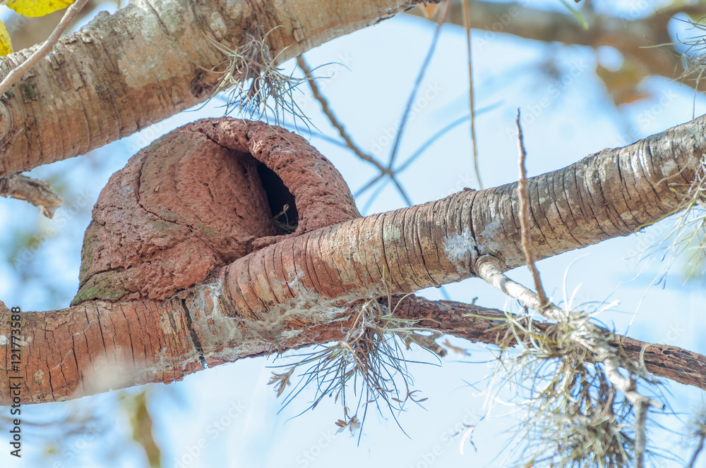 Red Ovenbird nest on a tree branch. Nest made of red clay on a tree ...
