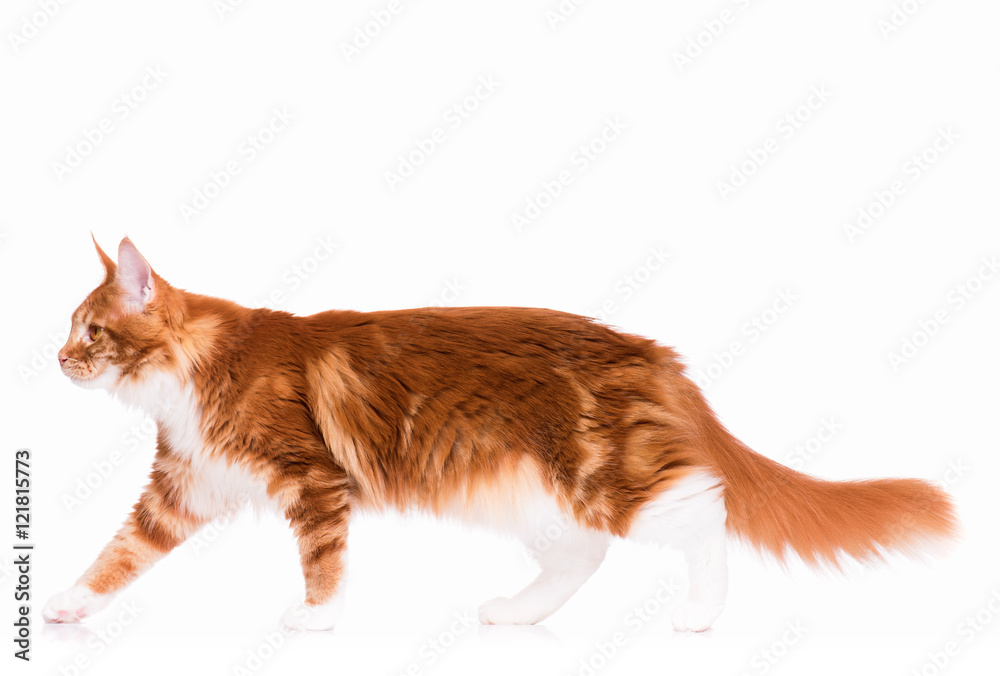 Cat Side View Walking