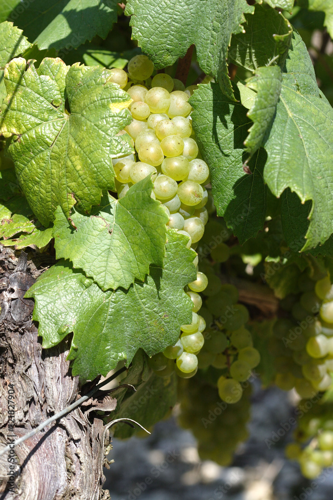 Vignoble Stock Photo | Adobe Stock