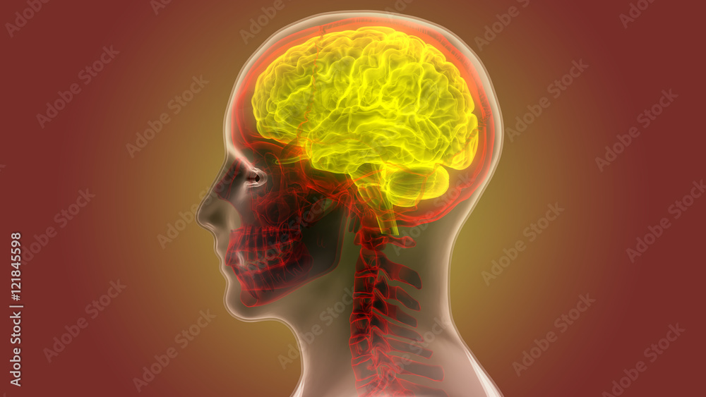 Human Body Organs (Brain Anatomy) Stock Illustration | Adobe Stock