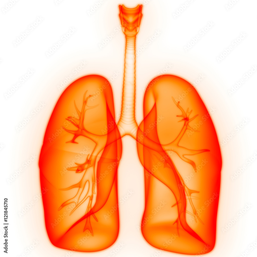 Human Body Organs (Lungs Anatomy) Stock Illustration | Adobe Stock