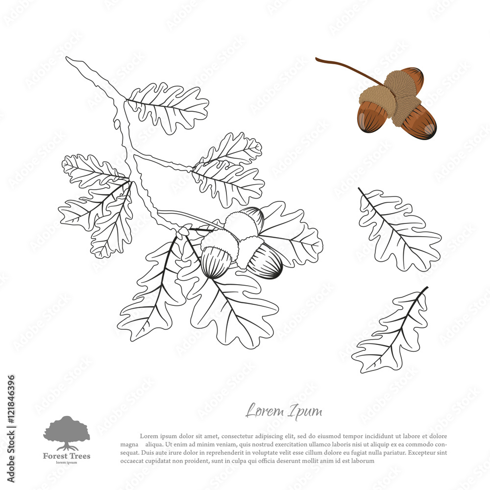 Outline drawing of oak branches on a white background. Oak leave Stock ...