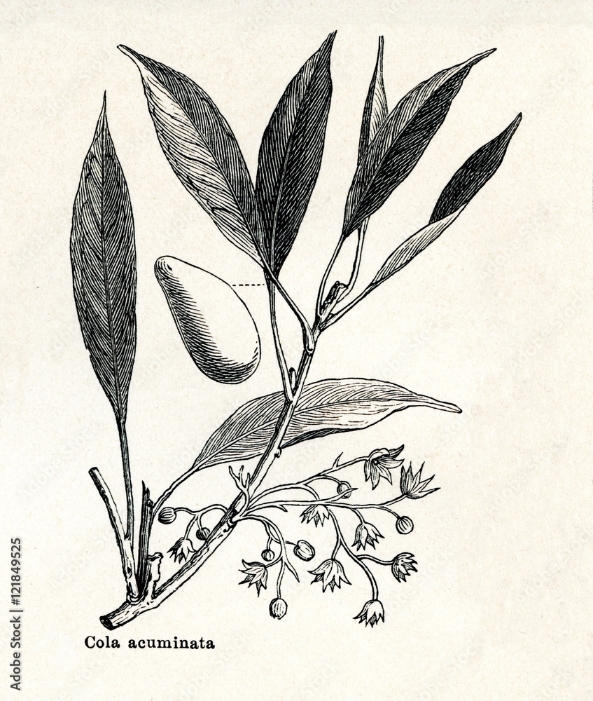 Kola tree (Cola acuminata) (from Meyers Lexikon, 1895, 7/338/339) Stock ...