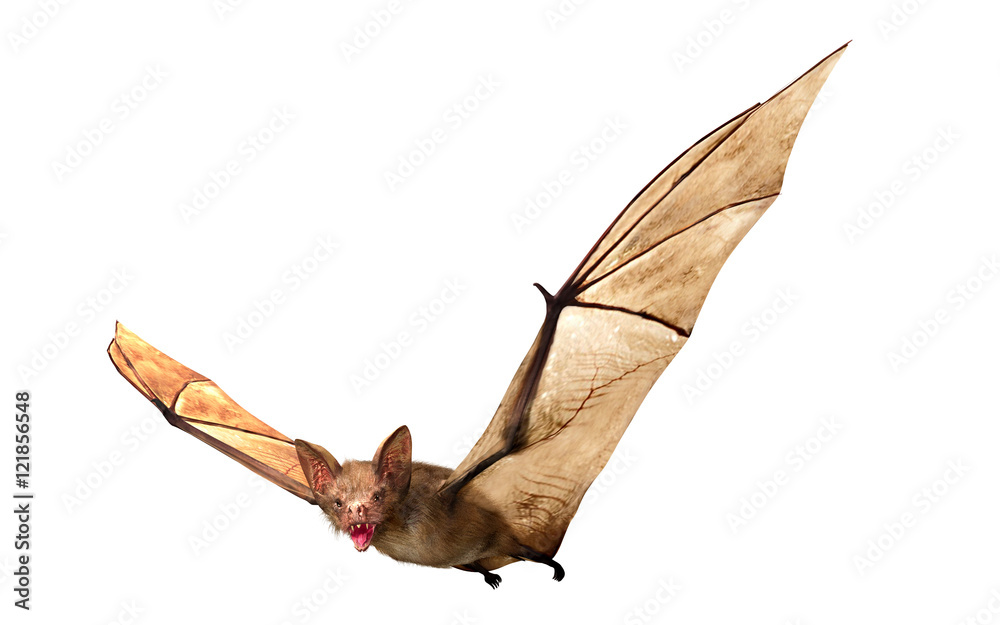 Flying Vampire bat isolated on white background Stock Illustration ...