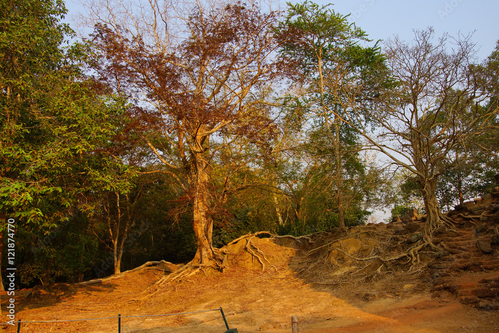 Strangler fig tree roots grow on ruins Stock Photo | Adobe Stock