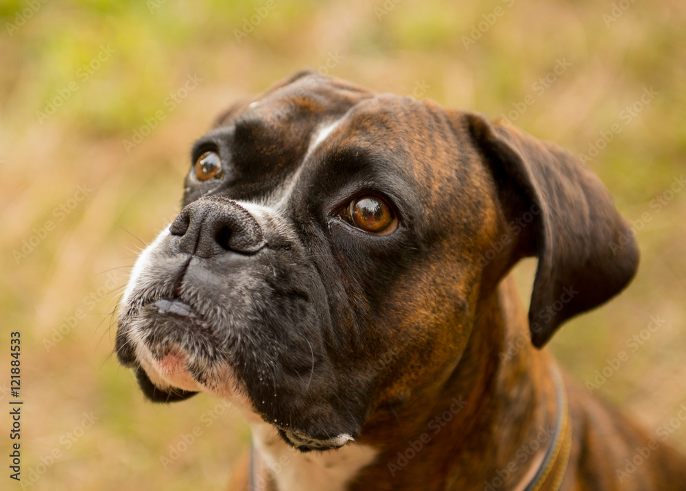 An expressive Boxer dog face Stock Photo | Adobe Stock