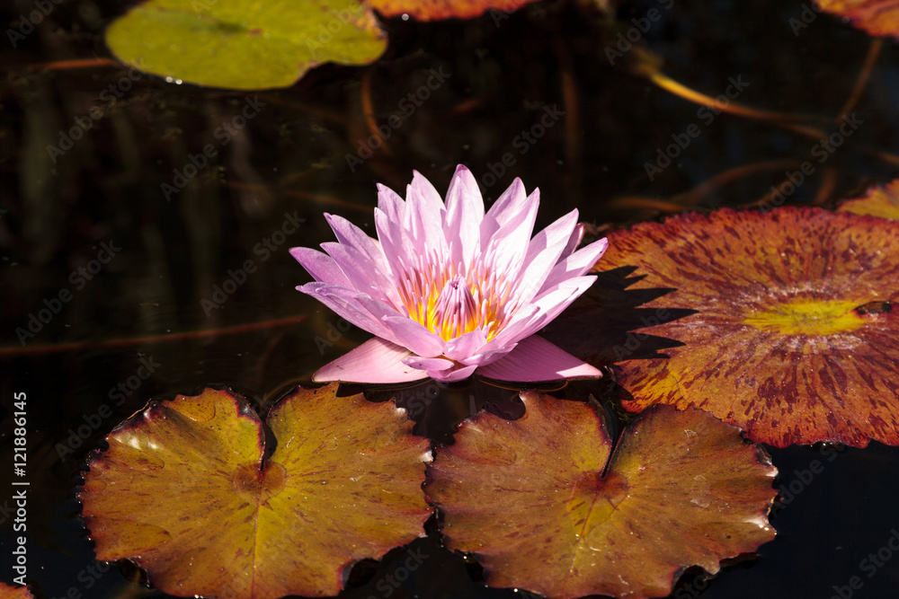 Blue star water lily, Nymphaea nochali, floats in a pond with its lily ...