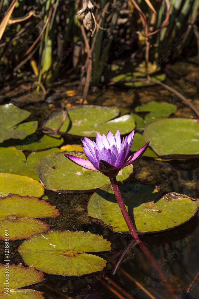 Blue star water lily, Nymphaea nochali, floats in a pond with its lily ...