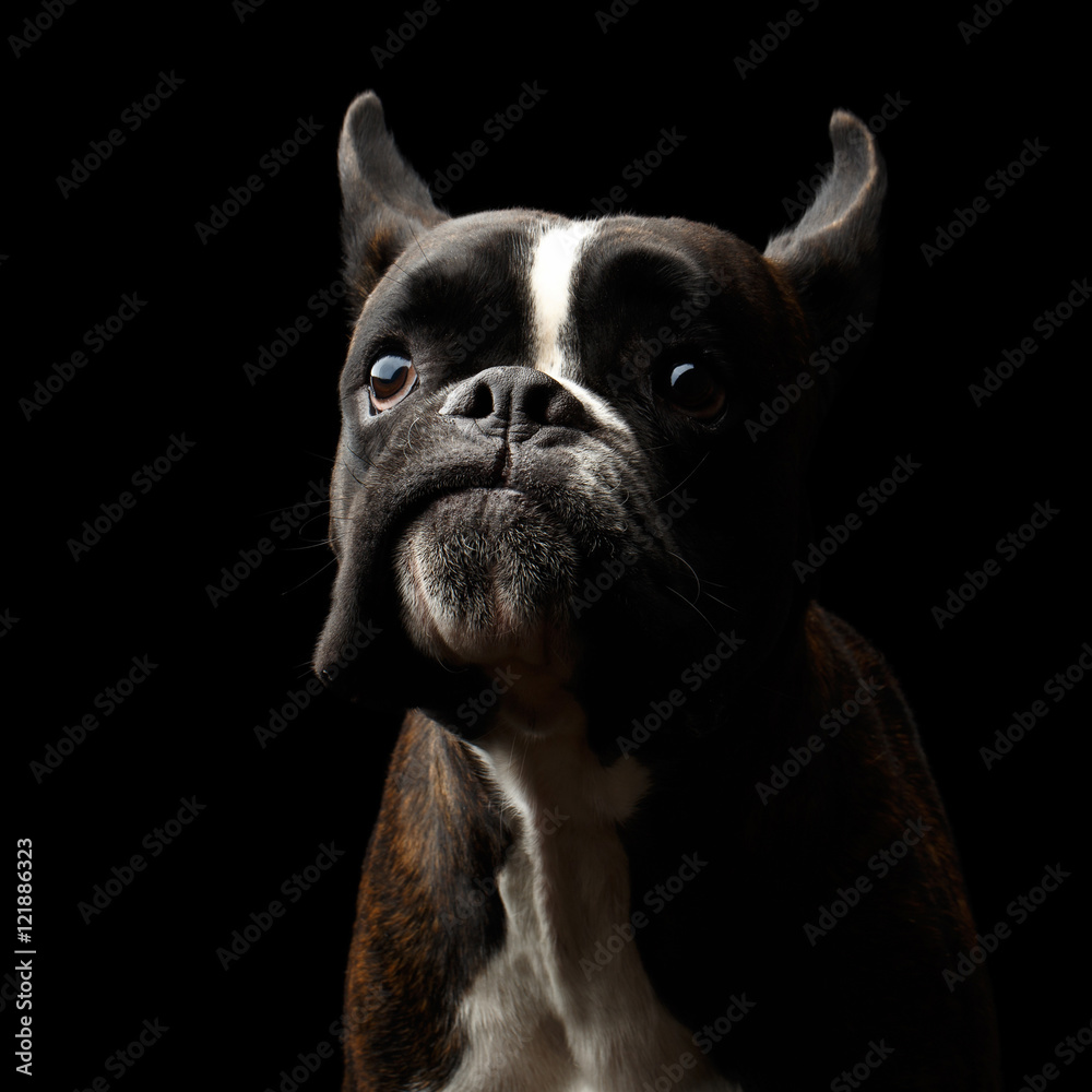 Surprised Boxer