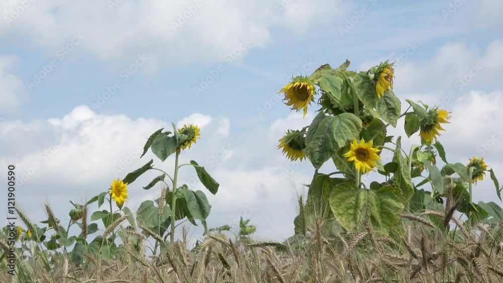 cornfield and sunflowers in the nature Stock Video | Adobe Stock