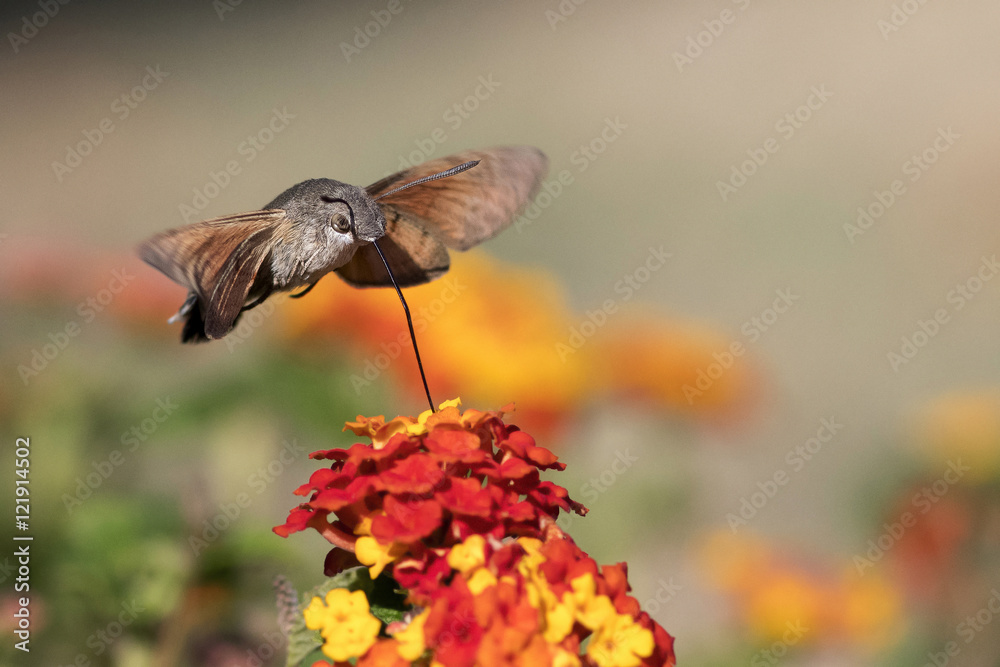 Sphinx-colibri ou moro sphinx en vol qui butine Stock Photo | Adobe Stock