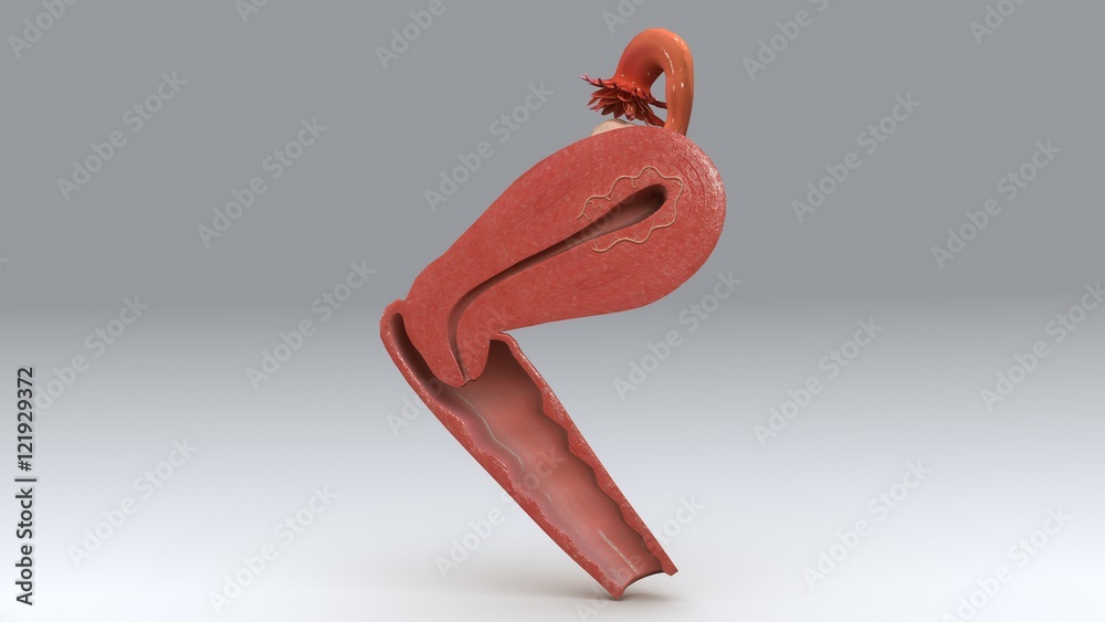 Uterus Stock Photo | Adobe Stock