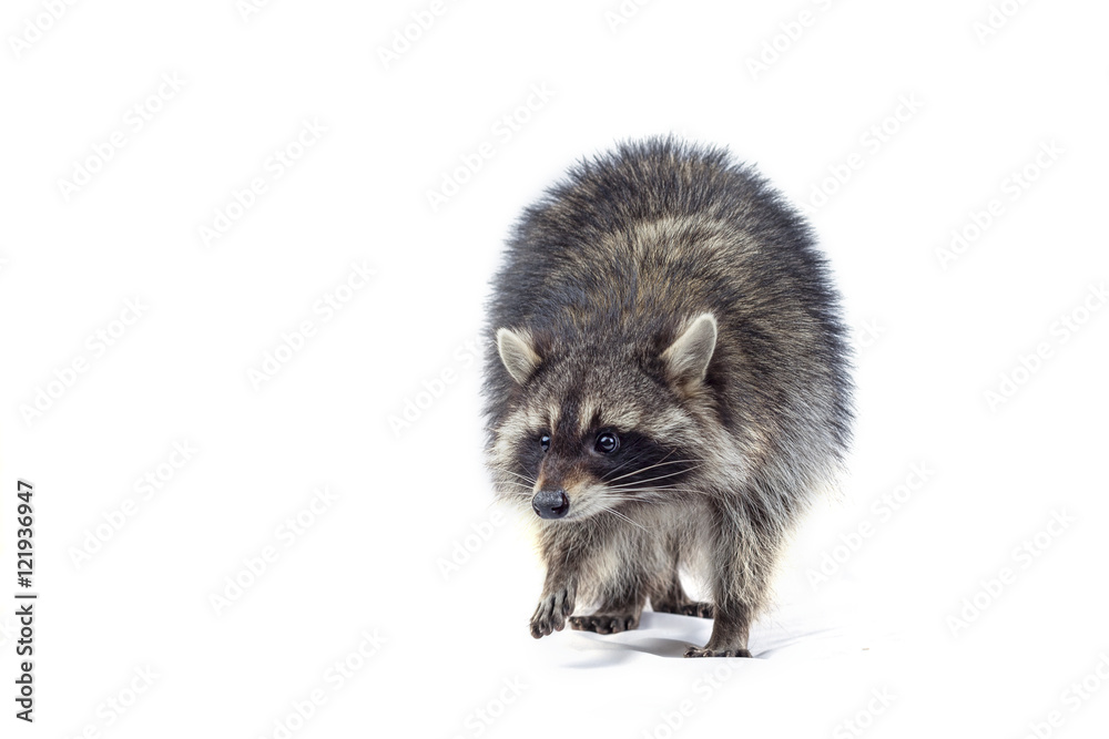 cute fluffy raccoon adult on a white background Stock Photo | Adobe Stock