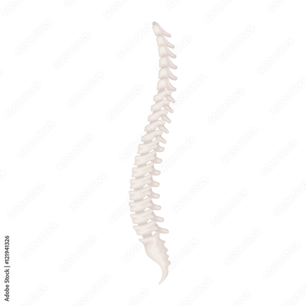 Spine icon in cartoon style isolated on white background. Organs symbol ...